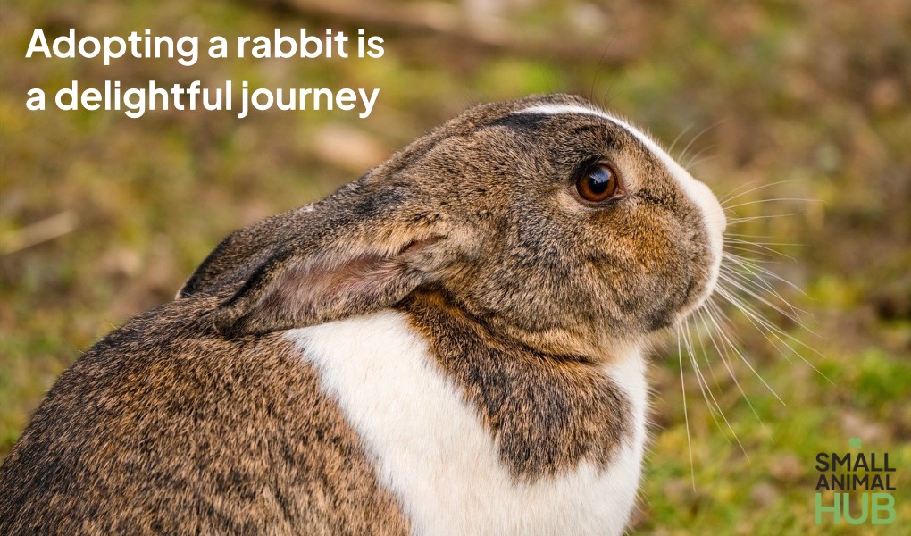 Step-by-Step Guide to Prepare for Rabbit Adoption