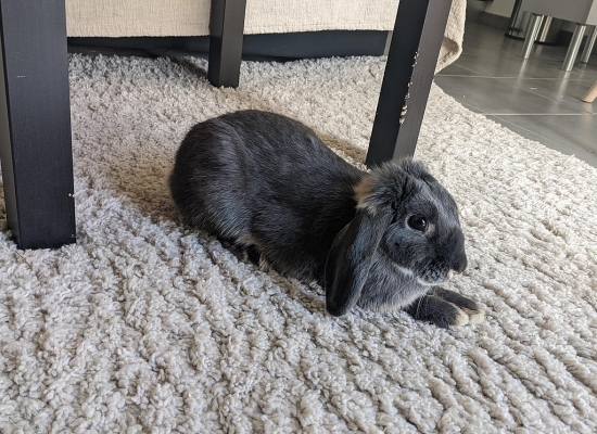 Choosing a Mini Lop Rabbit: Complete Breed Guide and Tips