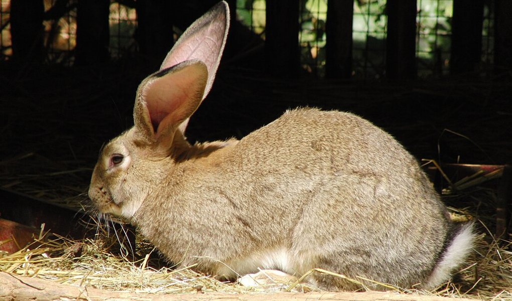 Flemish Giant Rabbits: Complete Breed Guide and Care Tips