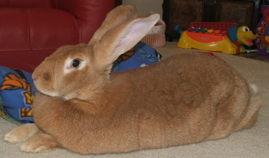 Flemish Giant Rabbits: Complete Breed Guide and Care Tips