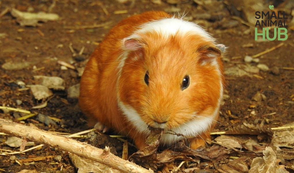 Creating the Perfect Habitat for Your Guinea Pig and Cavy