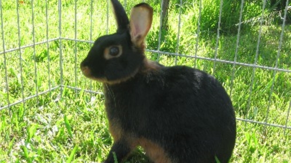 Rabbit HUB: All Things Rabbits and Bunnies I Small Animal HUB